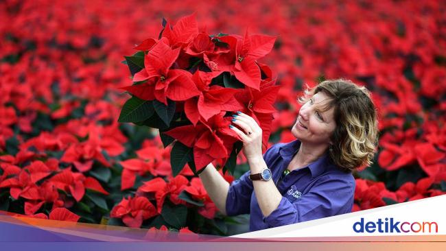 Cantiknya Kastuba Si Bunga Natal Yang Mempesona