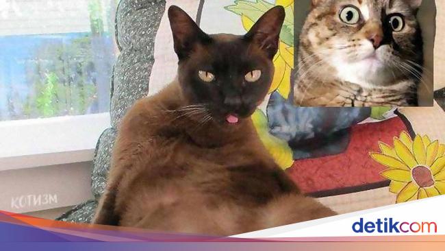 Editan Kucing Lagi Video Call, Bikin Senyum-senyum