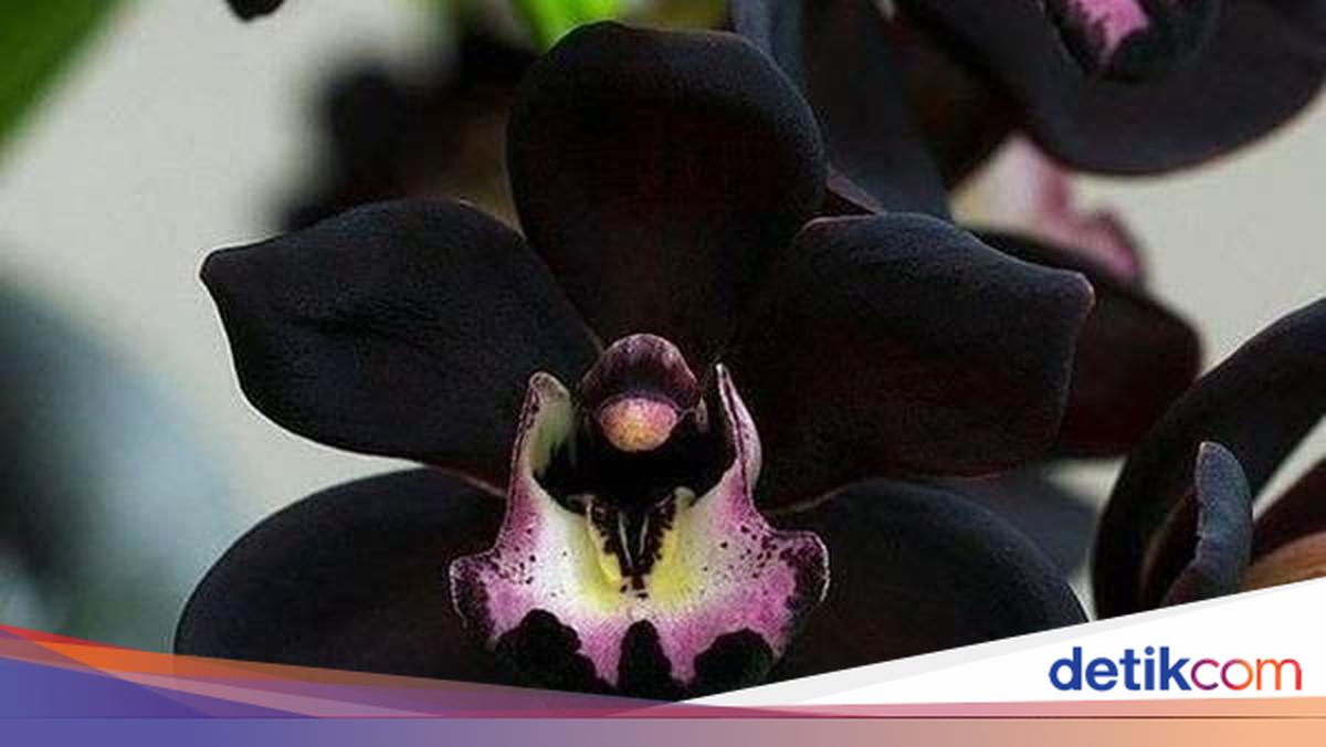 Anggrek Hitam Papua: Fakta, Identitas Asli, dan Klarifikasi Peneliti