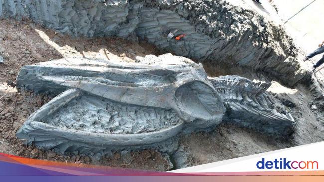 Fosil Paus Purba Ditemukan di Thailand