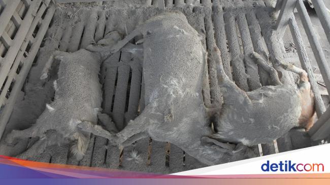 Hewan Ternak Mati Terkena Awan Panas Gunung Semeru Hewan Ternak Mati Terkena Awan Panas Gunung Semeru