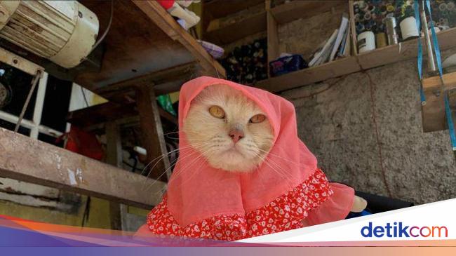 Pasar Busana Kucing di Indonesia, Mulai dari Jilbab Hingga Kostum Lainnya