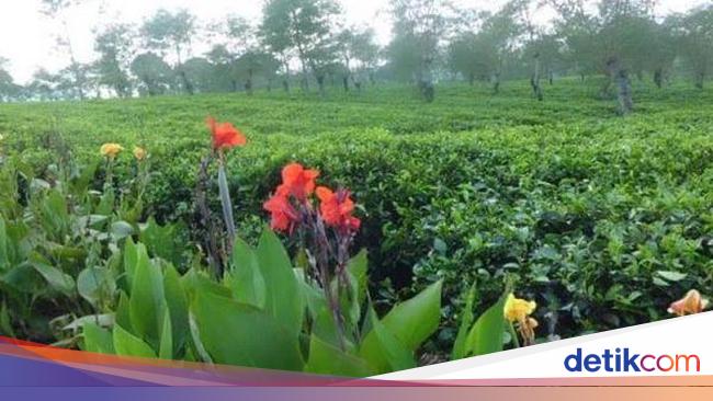 Sejarah Kebun Teh Wonosari di Malang, Dulunya Punya Belanda