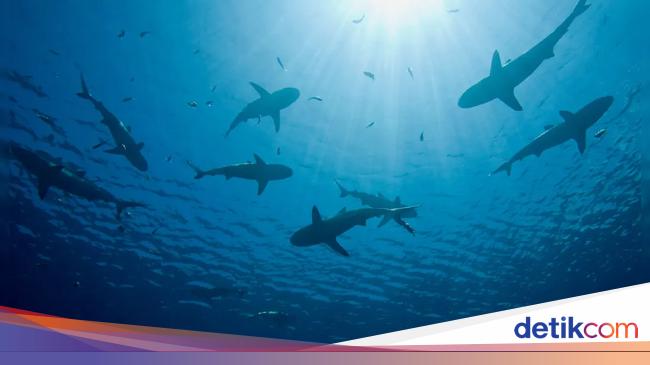 Lagi Mancing di Laut, eh Didatangi Gerombolan Hiu