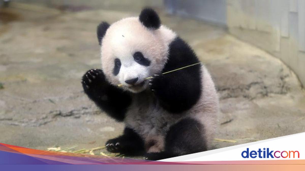 Tak Cuma Manusia, Panda Juga Tak Bisa Pulang Kampung Gegara Corona