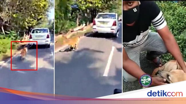 Tega, Pemobil Ini Ikat dan Seret Anjing di Belakang Mobil