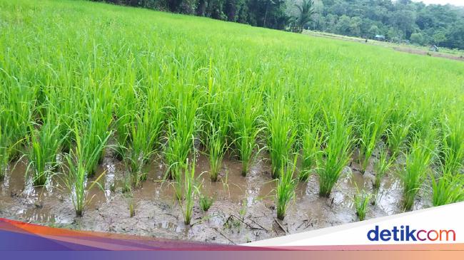 Ngamping, Tradisi Makan Padi Setengah Matang di Perbatasan Aruk