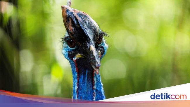 Burung Kasuari Khas Papua, Enggak Bisa Terbang dan Betah Mengerami Telor