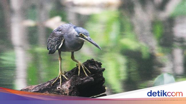Burung Kokokan Laut yang Masih Eksis di Pantai Jakarta