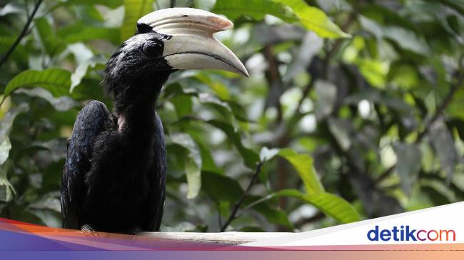 Suhu Global Bikin Khawatir, Sejumlah Tanaman Bisa Alami Krisis Fotosintesis