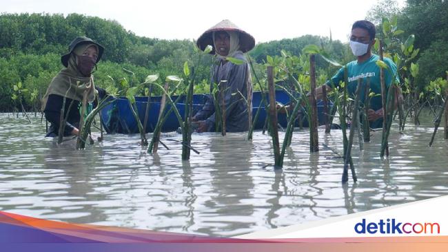 Gojek Mulai Tanam Ribuan Mangrove dari Penyerapan Jejak Karbon