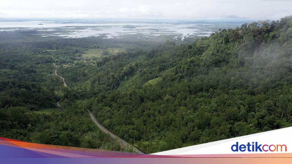 Pengertian Hutan Hujan Tropis, Ciri-ciri, dan Manfaatnya