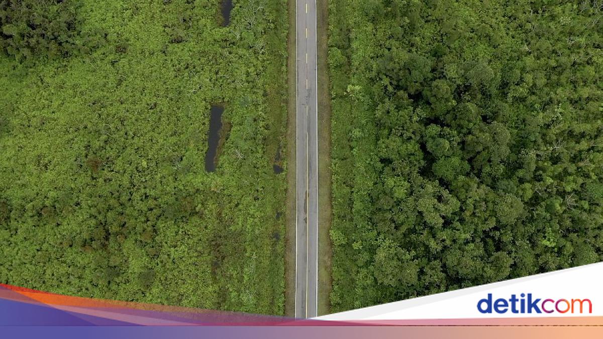 Mengapa Kalimantan Disebut Paru-paru Dunia?