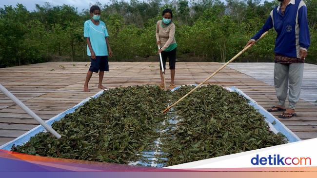 Apa Itu Tanaman Kratom yang Digenjot Jokowi Jadi Komoditas Ekspor?