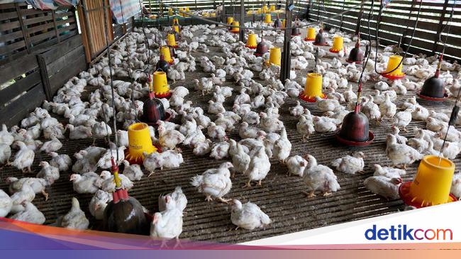 RI Dorong UMKM Jadi Eksportir Daging Ayam, Begini Strateginya