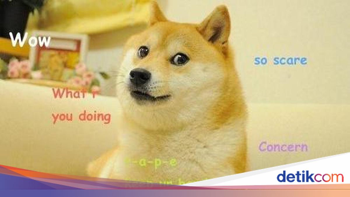 Anjing Jepang yang Menginspirasi Dogecoin Telah Mati