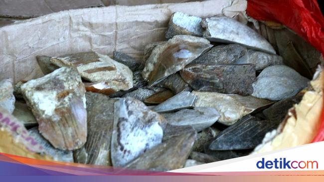 Diminati Brazil-Amerika, 'Huntu Gelap' Sukabumi Bernilai Ratusan Juta