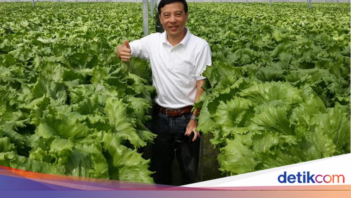 Kisah Bos Disc Tarra: Tutup Bisnis hingga Jadi Petani Sayur
