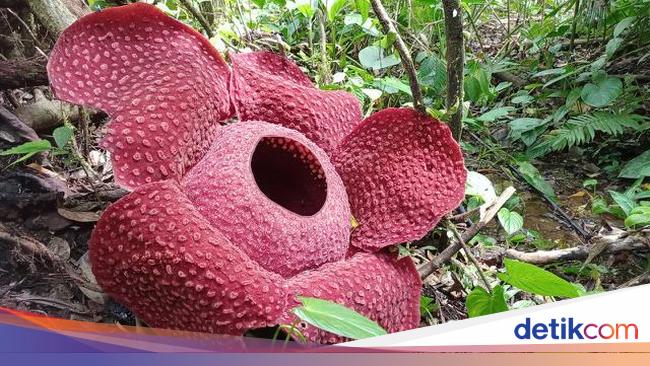 3 Keunikan Bunga Rafflesia Arnoldii Ikon Bengkulu, Berbau Busuk tapi ...