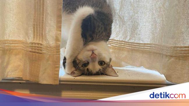 Gaya Kucing Paling Aneh dan Bikin Ngakak