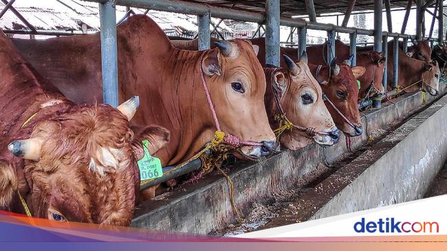 Alasan Sunan Kudus Larang Sembelih Sapi saat Idul Adha