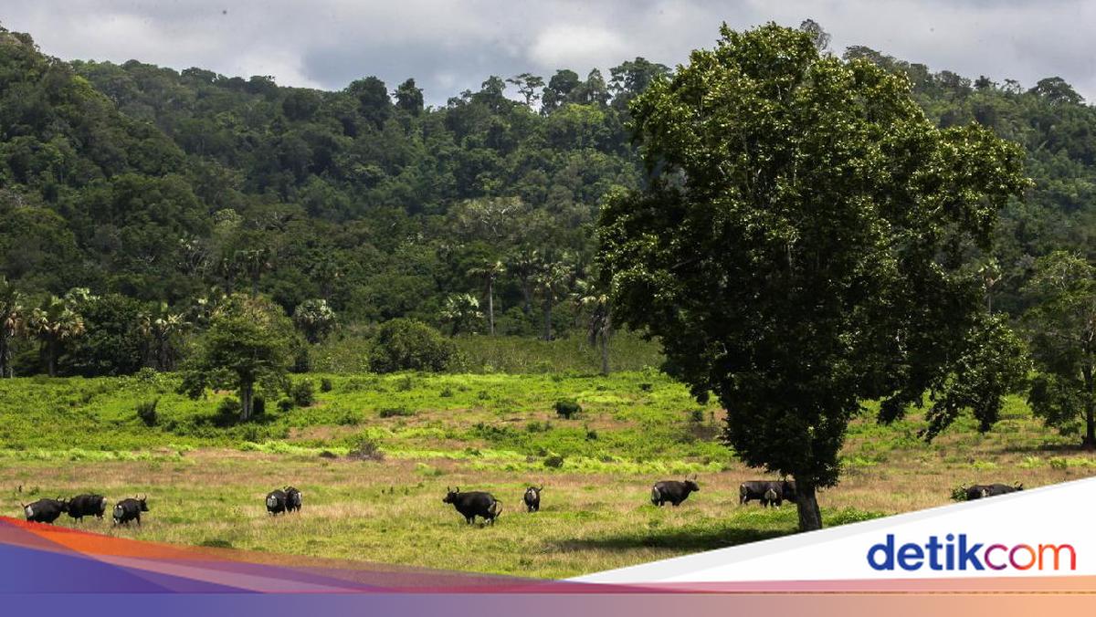 5 Wisata Hutan di Jawa Timur, Tempat Satu Ini Terkenal Angker!