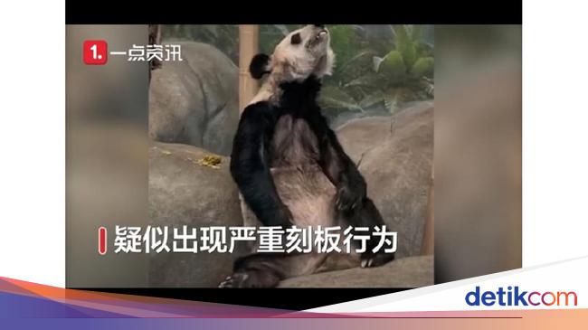 Giant Panda Ini Kurus Banget, Sampai Viral untuk Dipulangkan