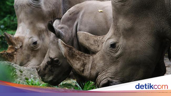 Terdakwa Pemburu Badak di Ujung Kulon Berhasil Jual 7 Cula Sejak 2019