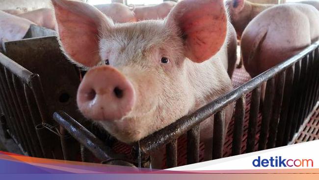 Wanita Ini Pelihara Babi Raksasa 130 kg yang Main dan Tidur di Dalam Rumah