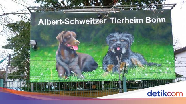 Permintaan Kucing dan Anjing di Jerman Meningkat Pesat di Masa Pandemi