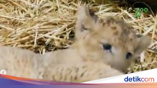 Selamat Datang Simba, Anak Singa di Kebun Binatang Singapura