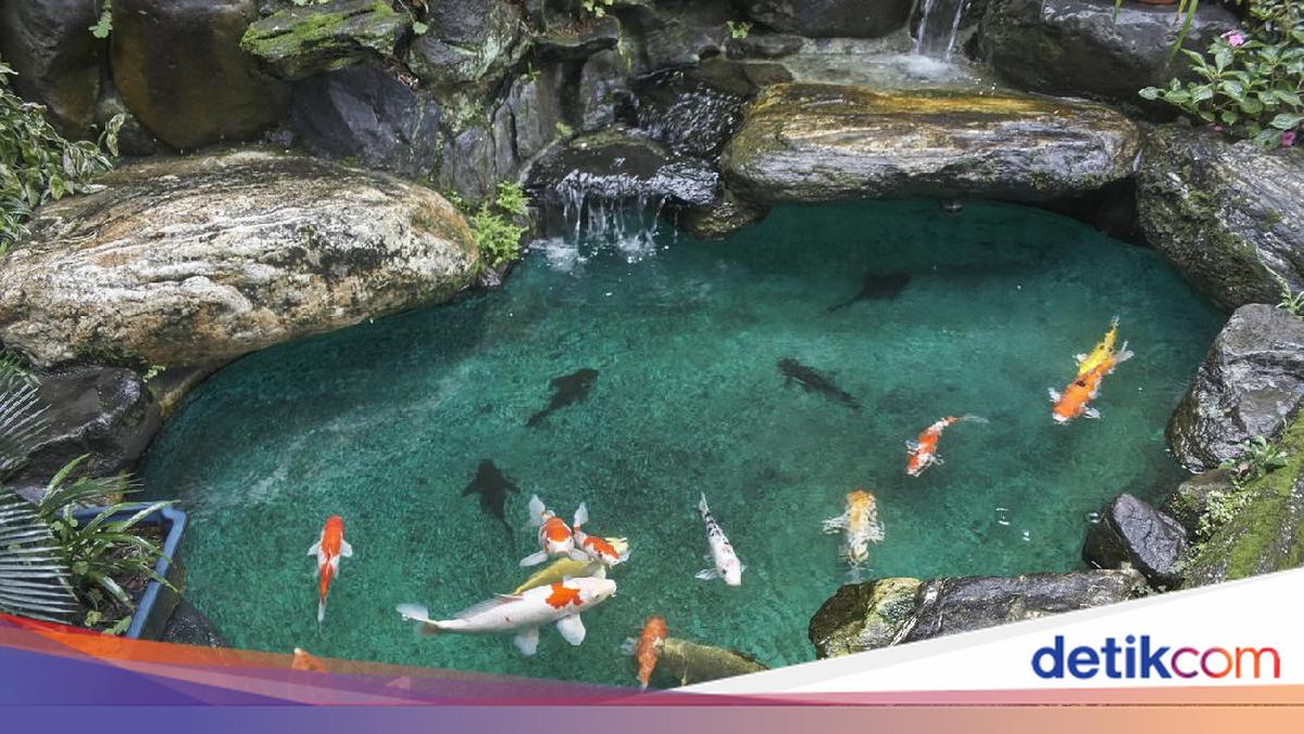 5 Cara Bikin Air di Kolam Ikan Tetap Jernih, Yuk Dicoba!