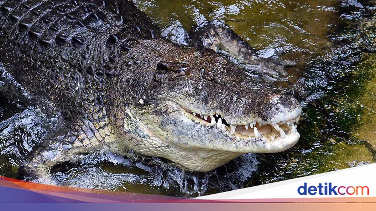 Mengenal Hewan Reptil: Ciri-ciri, Jenis, Contoh, dan Habitatnya
