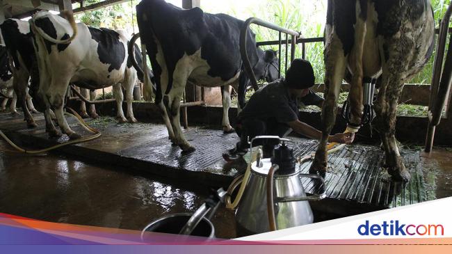 Daftar Negara Asal Impor 1 Juta Ekor Sapi Perah buat Makan Bergizi Gratis