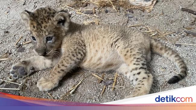 Simba Si Anak Singa Lahir dari Sperma Mendiang Ayahnya