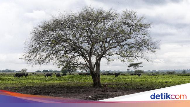 Taman Nasional Baluran, Africa van Java