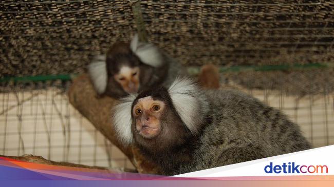 Ada Koleksi Hewan Baru di Ragunan, Mampir Yuk!