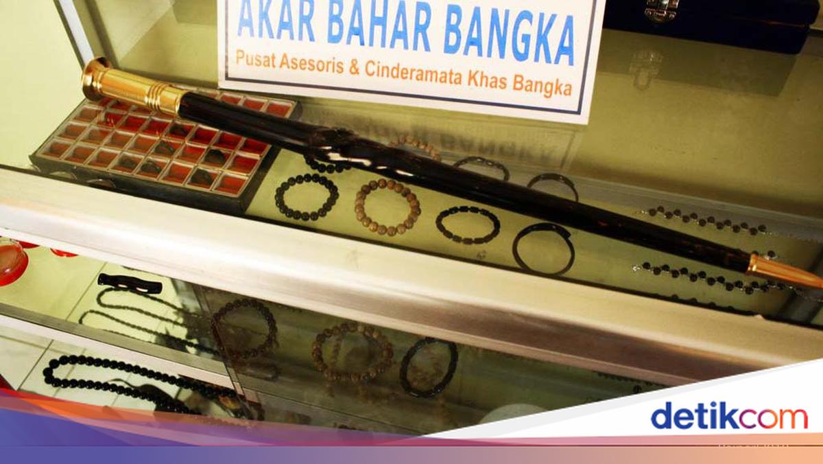 Akar Bahar, Souvenir Hewan Laut Si Penangkal Racun
