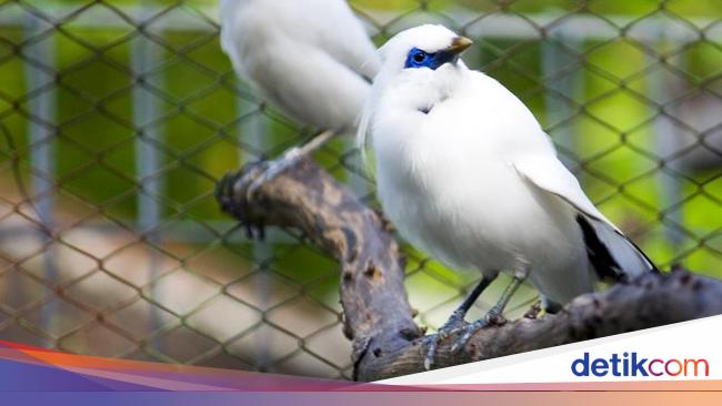 Burung Jalak, Kebanggaan Bali yang Hampir Punah Burung Jalak, Kebanggaan Bali yang Hampir Punah