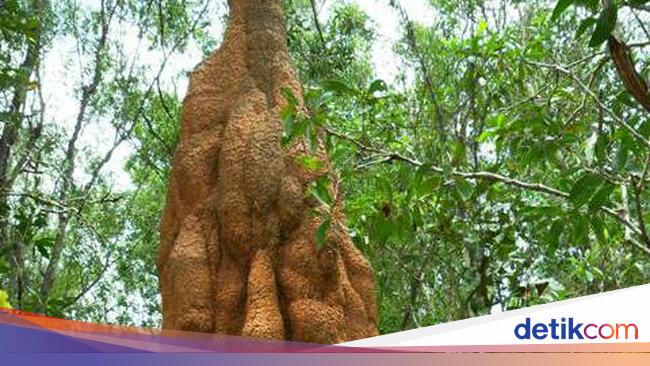 Musamus, Ujud Kekuatan Impian Sang Rayap