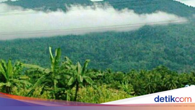 Pendakian 'Belantara Hijau' Menuju Puncak Raja Basa
