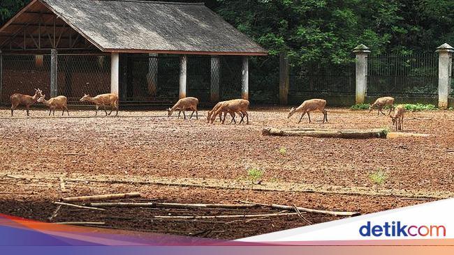 4 Tempat Melihat Rusa Selain Kebun Binatang