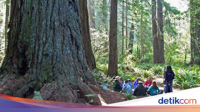 Ada Pohon Raksasa di Taman Nasional Ini!