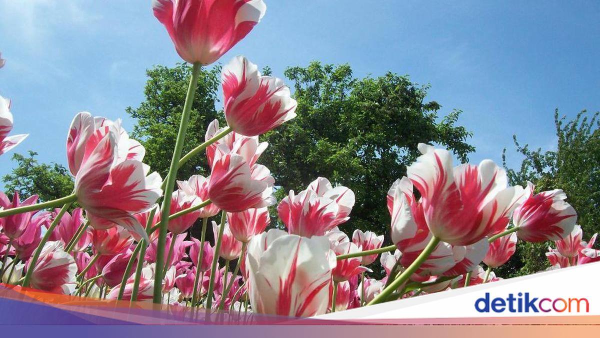 Aiih! Cantiknya Tulip Jerman di Musim Semi