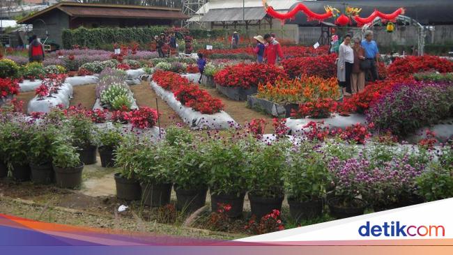 Akhir pekan ke Lembang, Datangi Taman Begonia yang Penuh Bunga