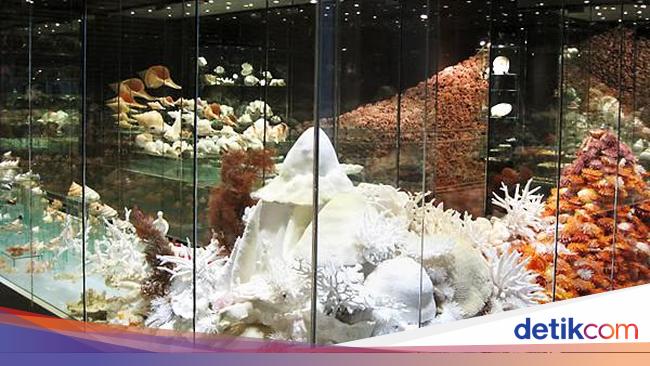 Bali Shell Museum, Satu-satunya Museum Kerang di Indonesia