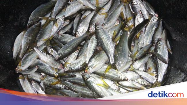 Berburu Ikan Dewa di Danau Toba