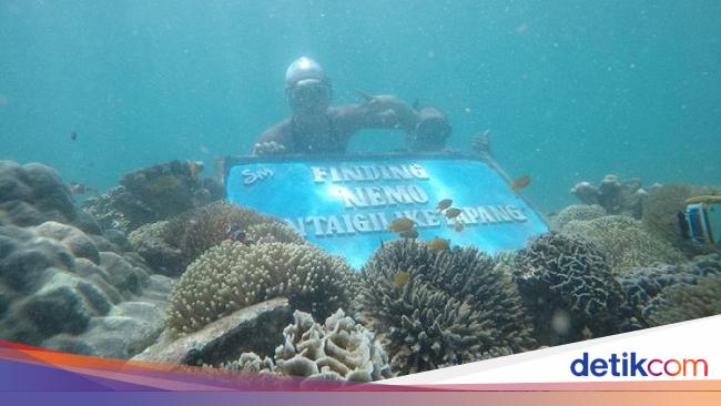 Berjumpa Ikan Nemo di Probolinggo