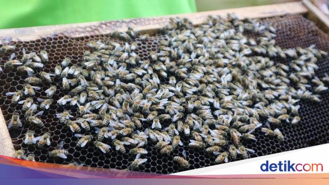 Berkenalan Dengan Aneka Macam Lebah di Pattaya