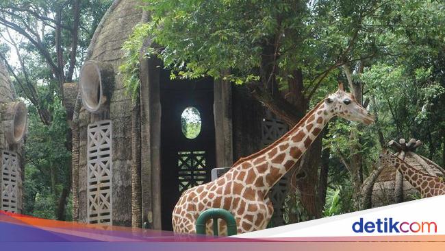 Bermain Bersama Jerapah di Kebun Binatang Ragunan